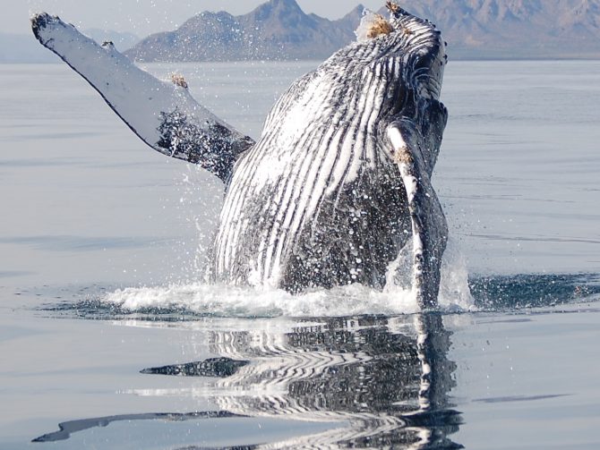 Whales and Dolphins- Super Heroes of the Sea | Las Vegas-Clark County ...